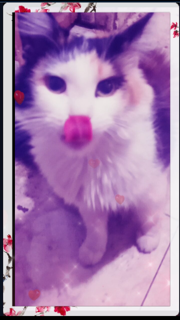 "Adorable Sweet Pregnant Cat Wants Belly Rubs 🐾😇🦋♥️🎶🎼