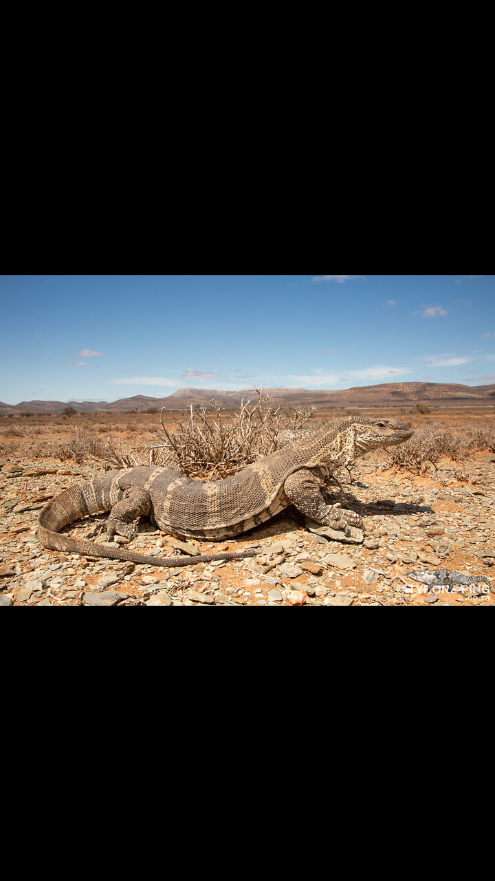 Cornelius the White throated monitor lizard meets Peacocks Big Boss and ...