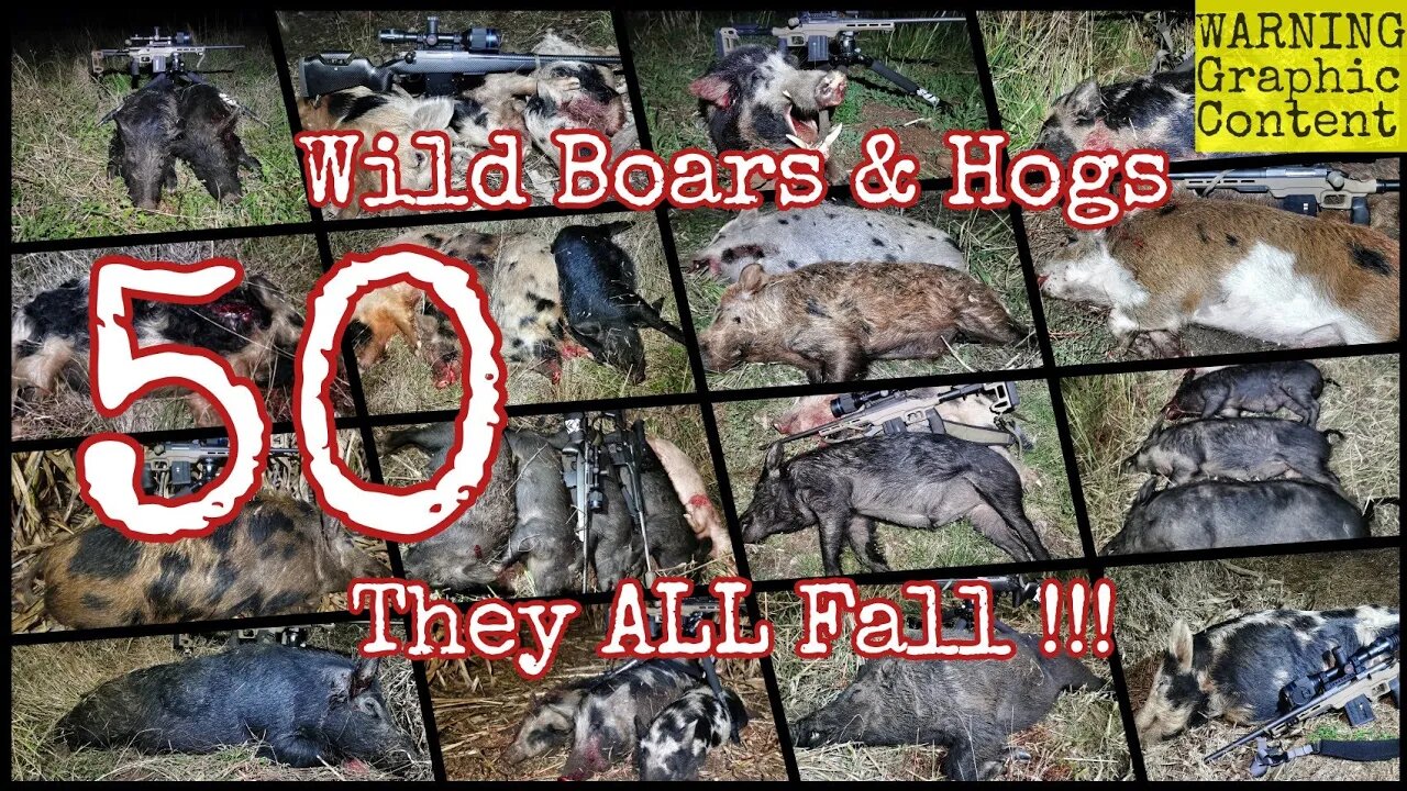 Wild Boar Hunting with Precision || 50 Feral Pigs & Ultimate Bolt ...
