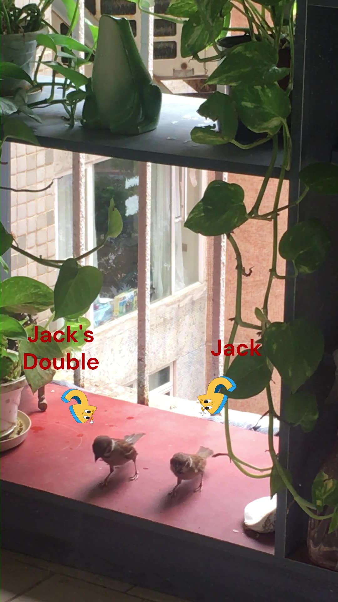 Jack the Sparrow & Double Sparrow