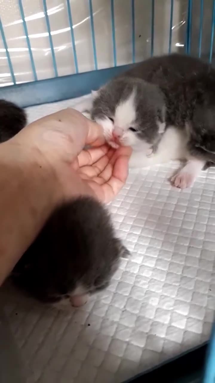 Ding Ding Baby The Fate Day, The Kitty Story of ding ding baby Diary