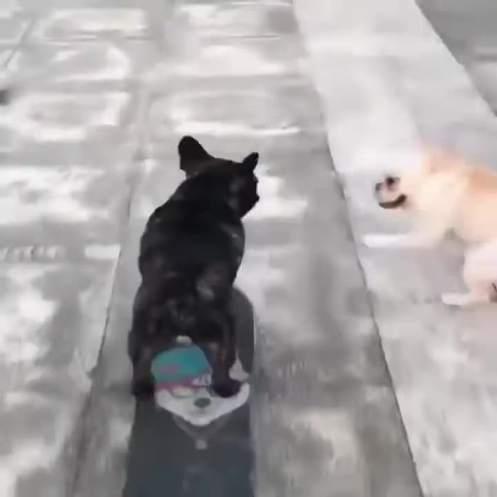 LAUGH ALL DAY! 🤣 - Ultra FUNNY AND CUTEST ANIMALS 🐶 😻