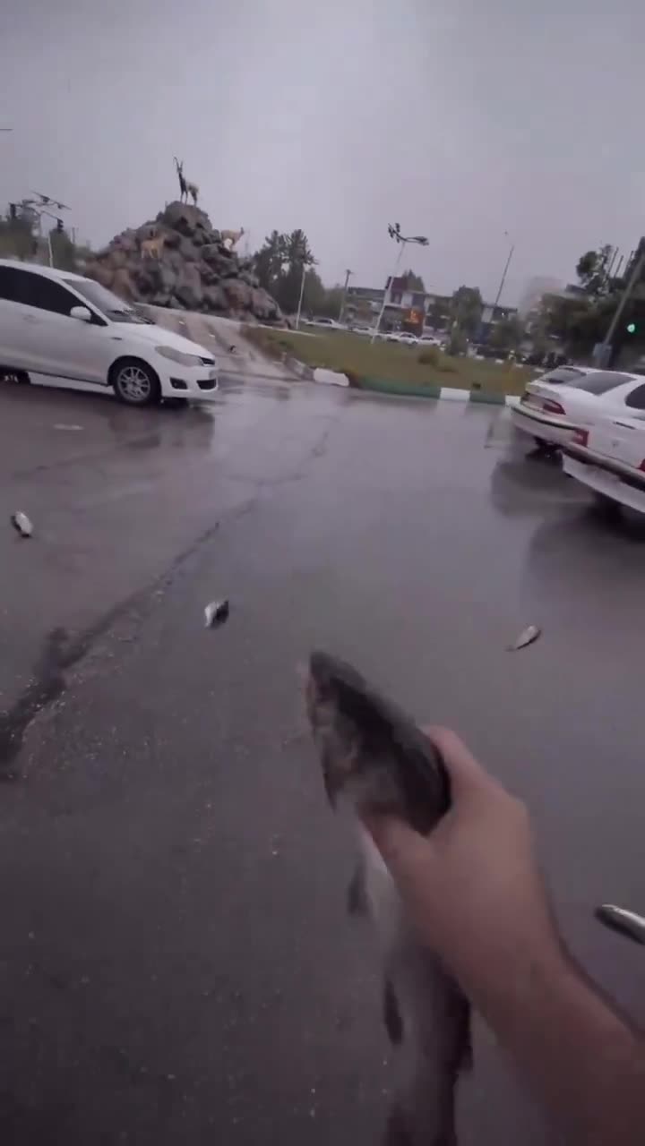 Fish Rain in Iran - Fish Fall from the Sky