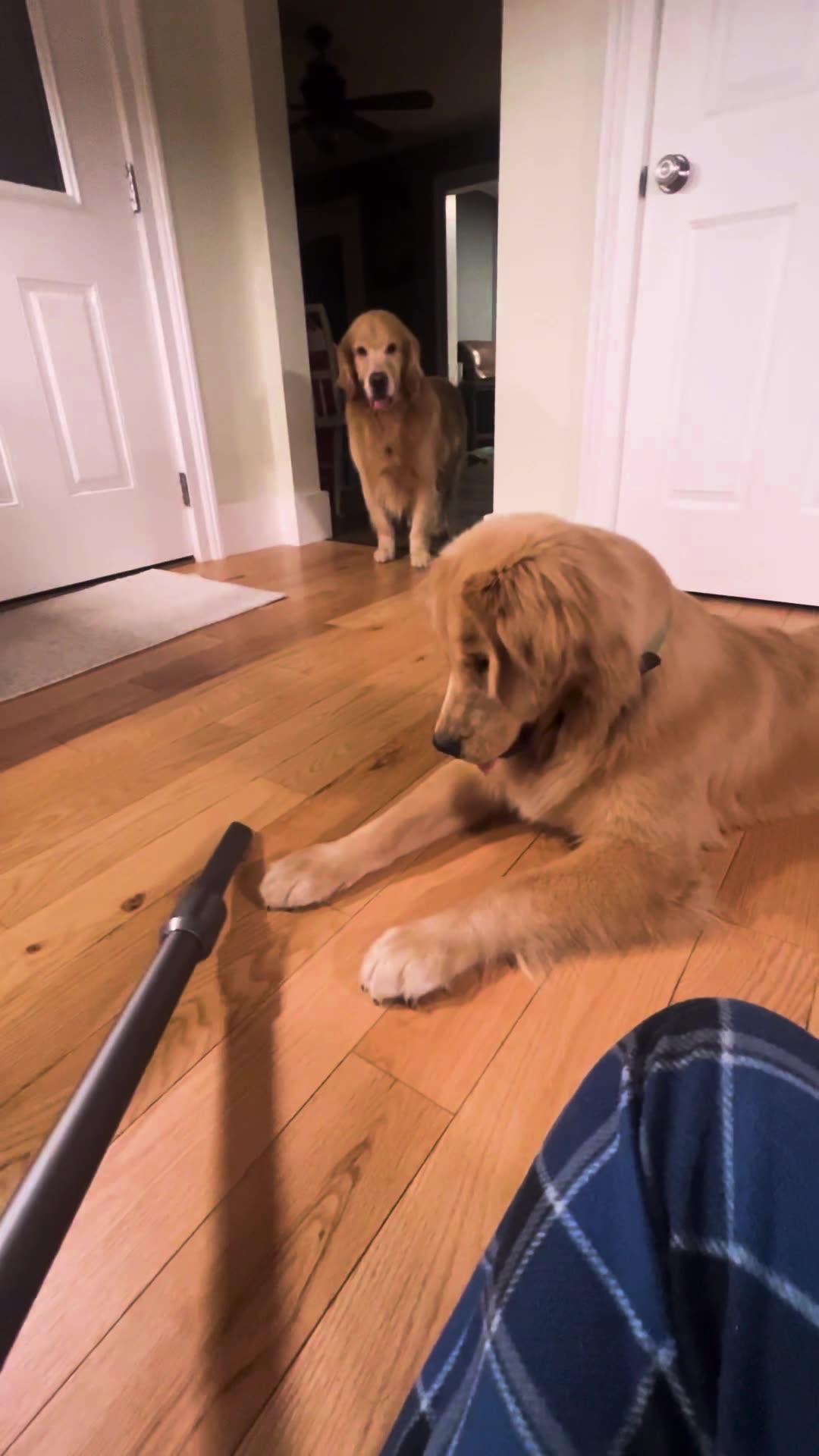Goofy Golden Plays With Vacuum