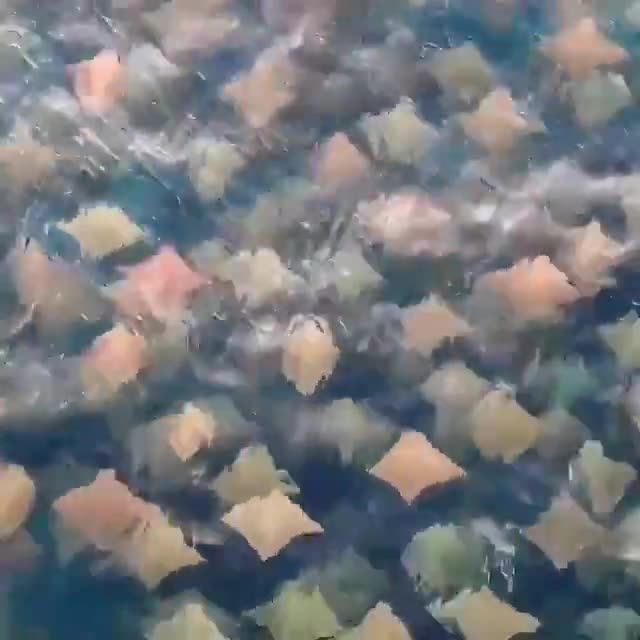 Amazing drone footage has captured a beautiful view of a school of ...