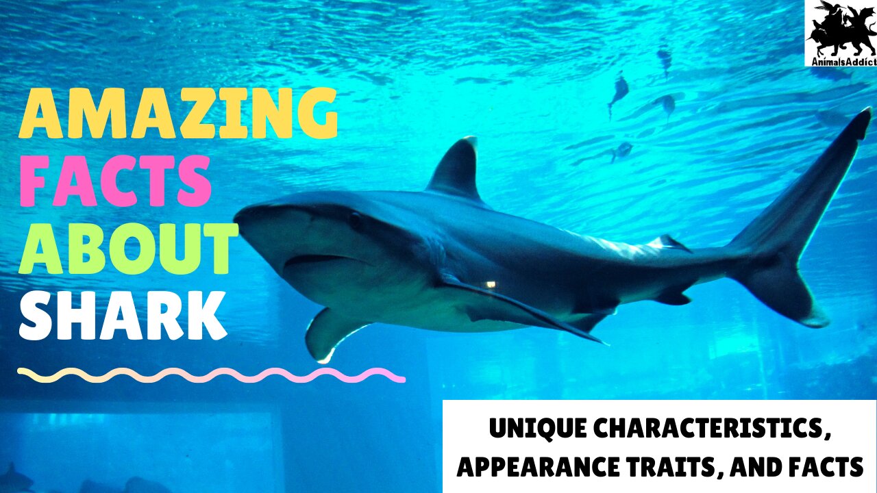 Amazing Facts About Shark Fish | Shark Facts | Great White Sharks Facts ...