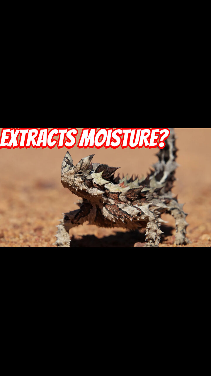 The Greatest Skin Adaptation In Nature!