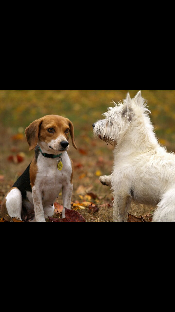 the best top 5 dogs breeds