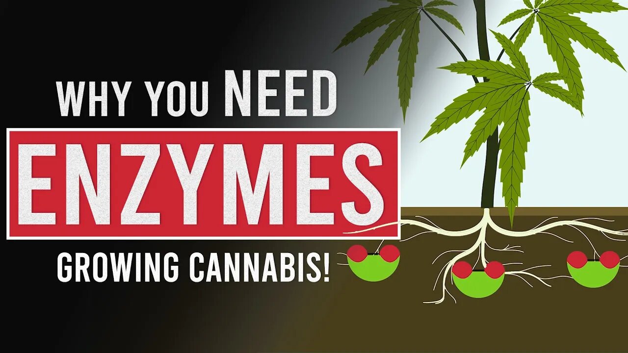 Using Enzymes to improve Cannabis Production!