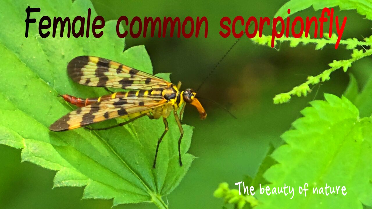 Common female scorpion fly / beautiful insect in nature.