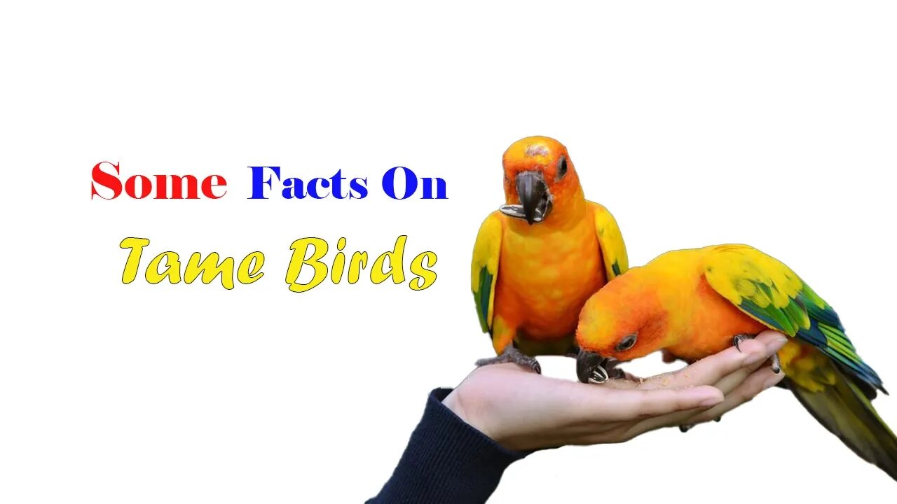 Some Facts On Tame Birds | HOW TO TAME YOUR BIRD AND GAIN ITS TRUST ...