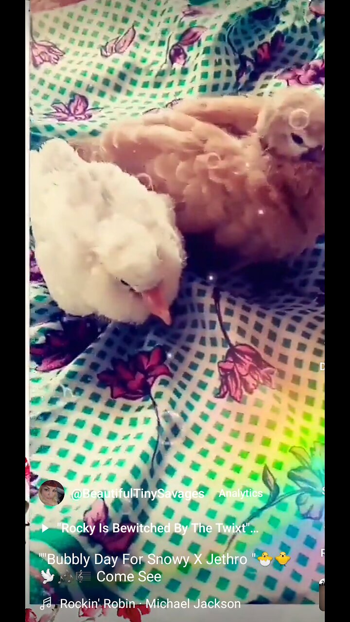 "It's A Bubbly Day For Snowy & Jethro"🐣🐥🕊️🎼🎶