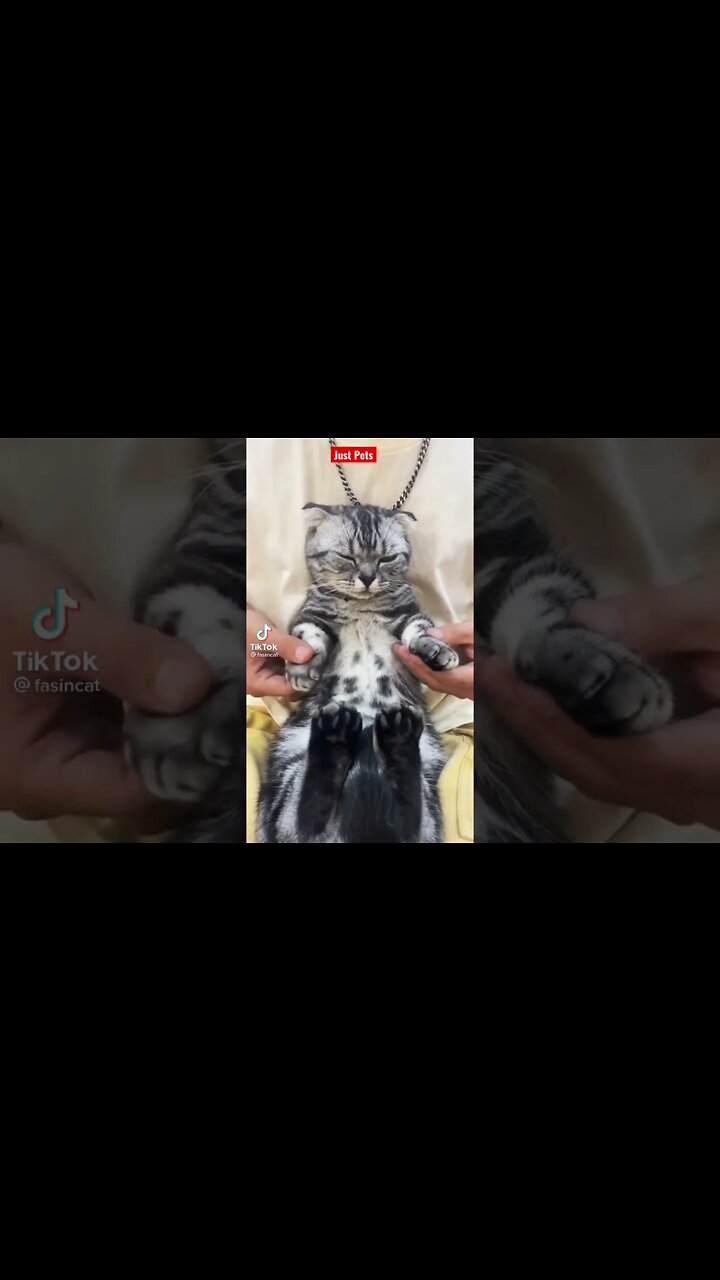 Cat break dancing- funny animals videos #shorts