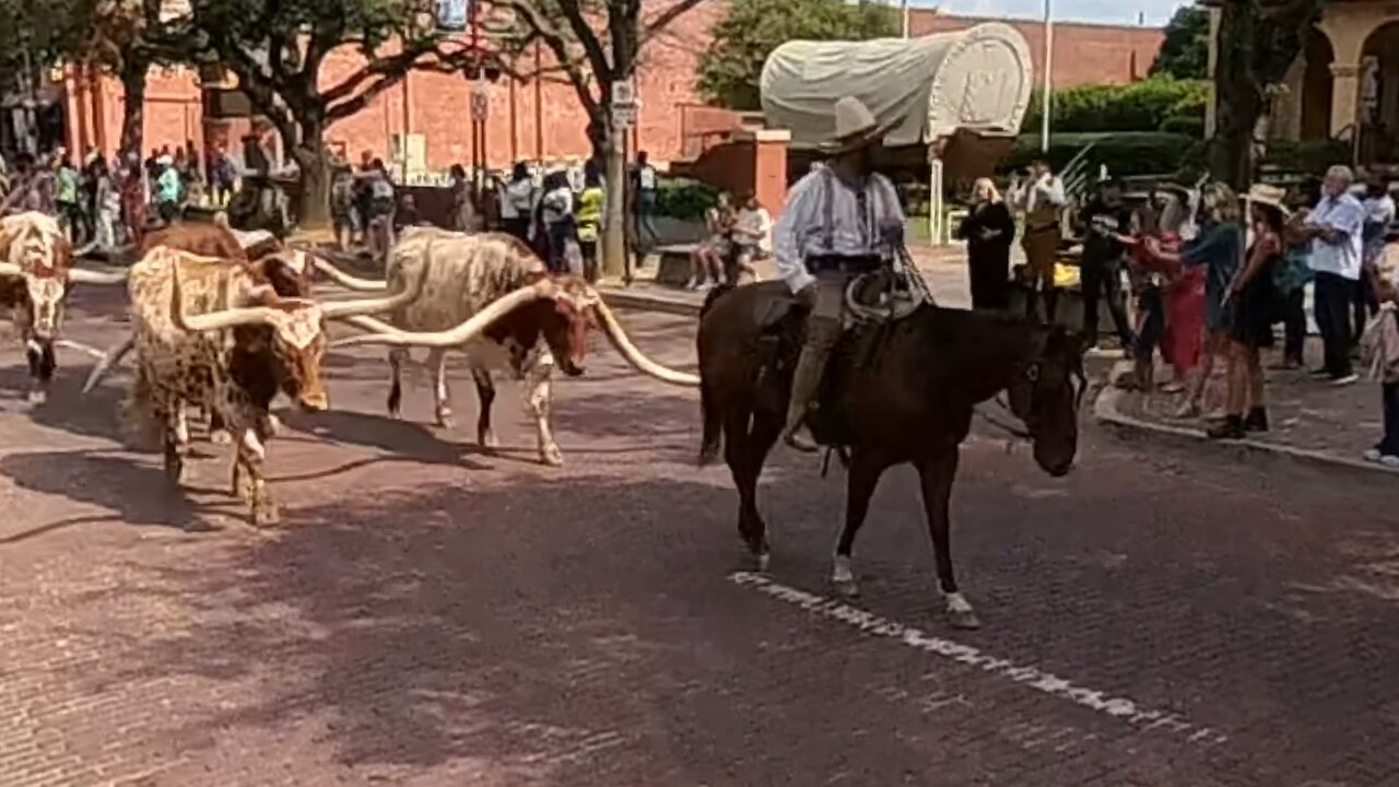 Longhorn Cattle Drive