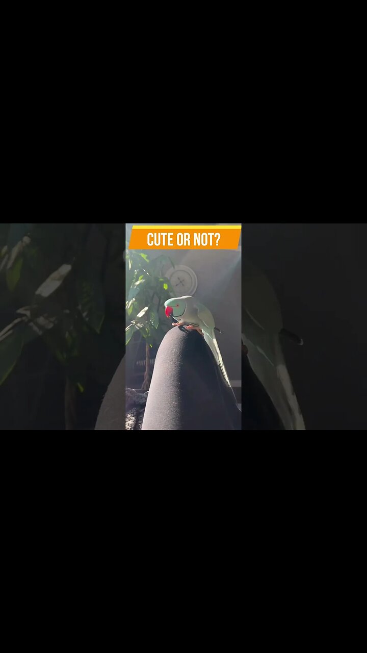 TALKING PARROT SAYING PEEKABOO | TALKING PARROT | @BikisAviary | #shorts