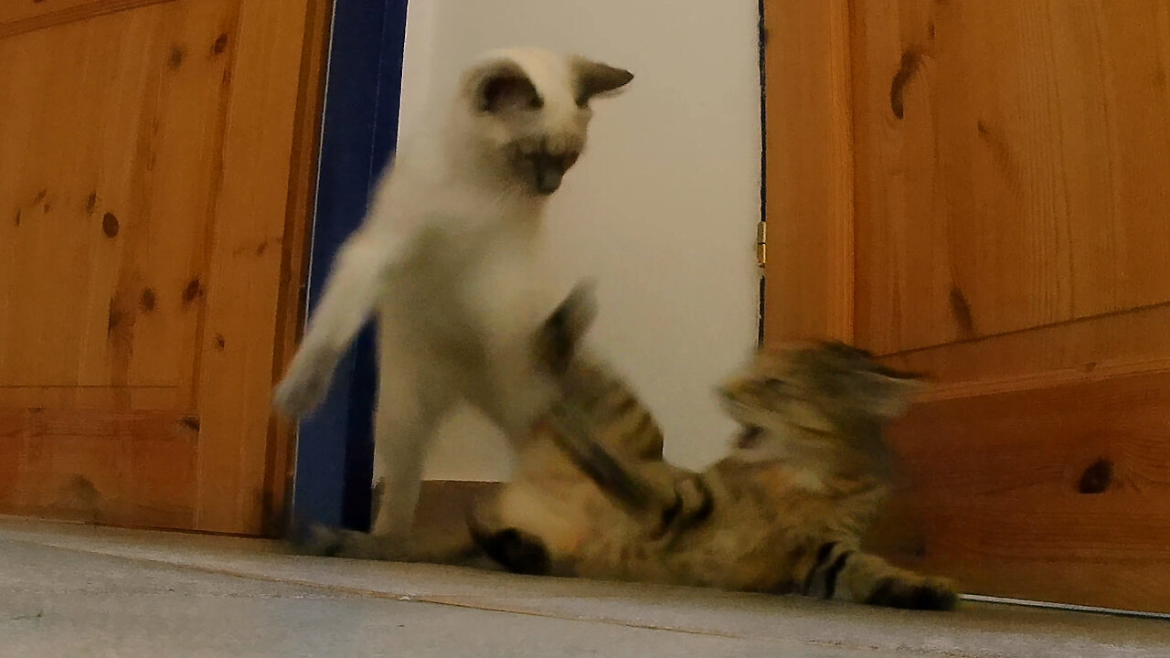 Minnie und Trixie kämpfen, 21.07.2024 [A] Niederösterreich