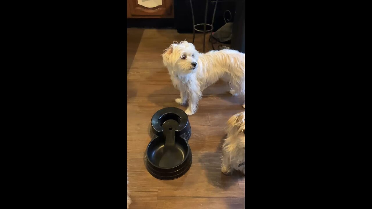 Isaiah 64 gladly wait #dog #puppy #biblebook #pet #maltese #isaiah # ...