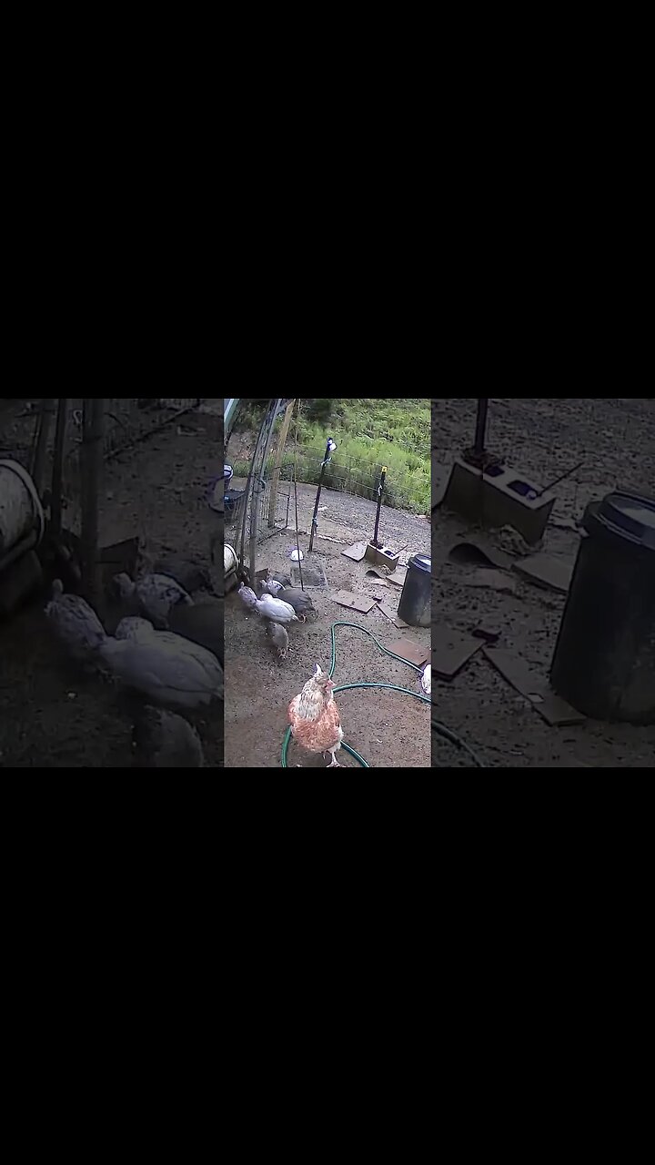 Farm cam. Guinea fowl keets and hen