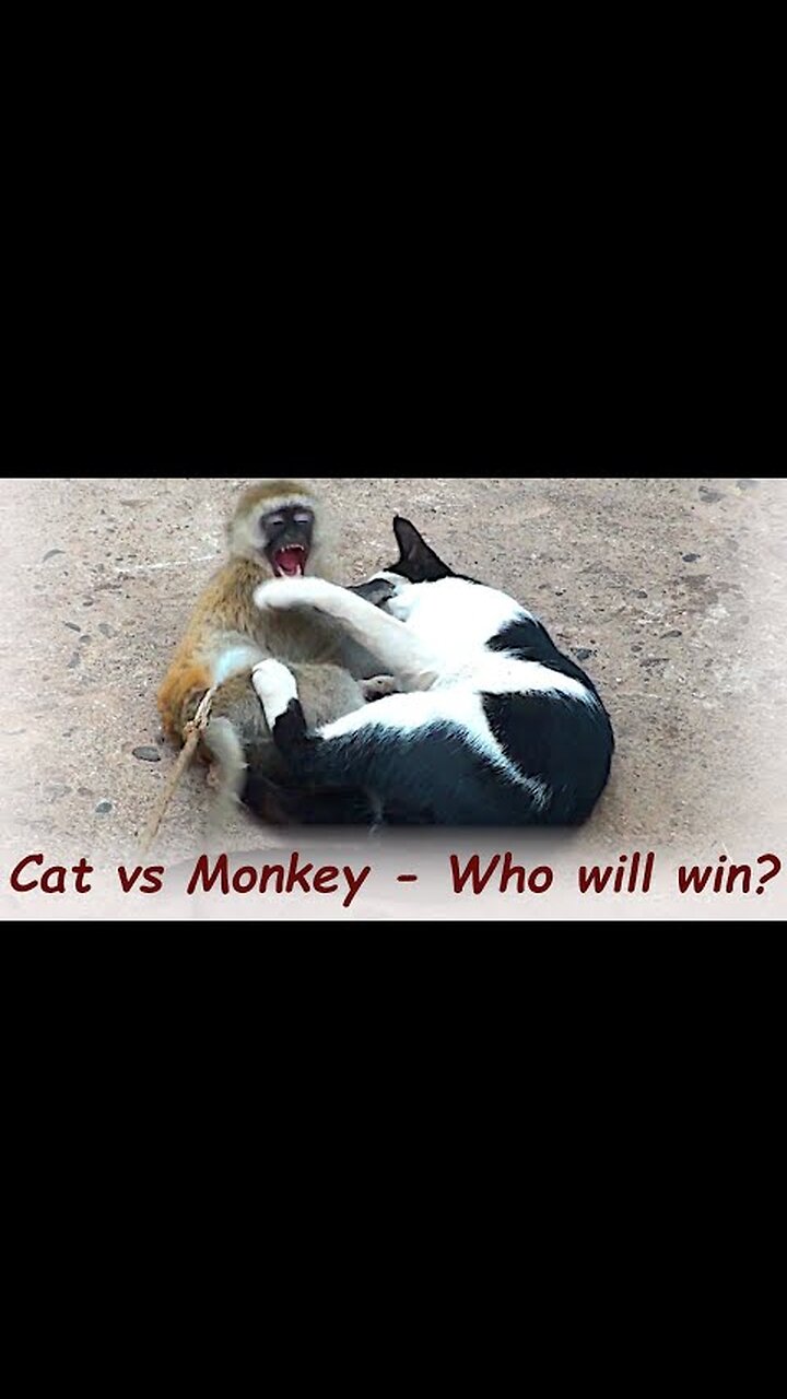 Cat Vs Monkey ? Guess who wins