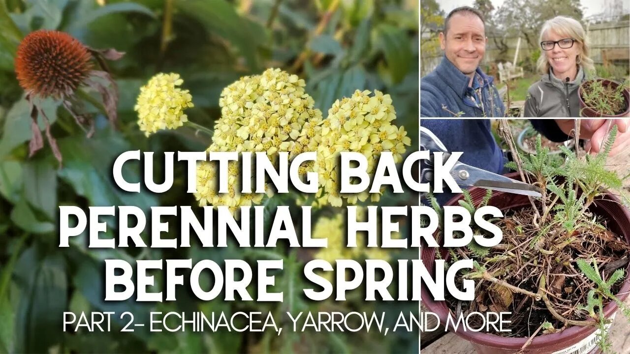 Cutting Back Perennial Herbs Before Spring (Part 2) 🌿