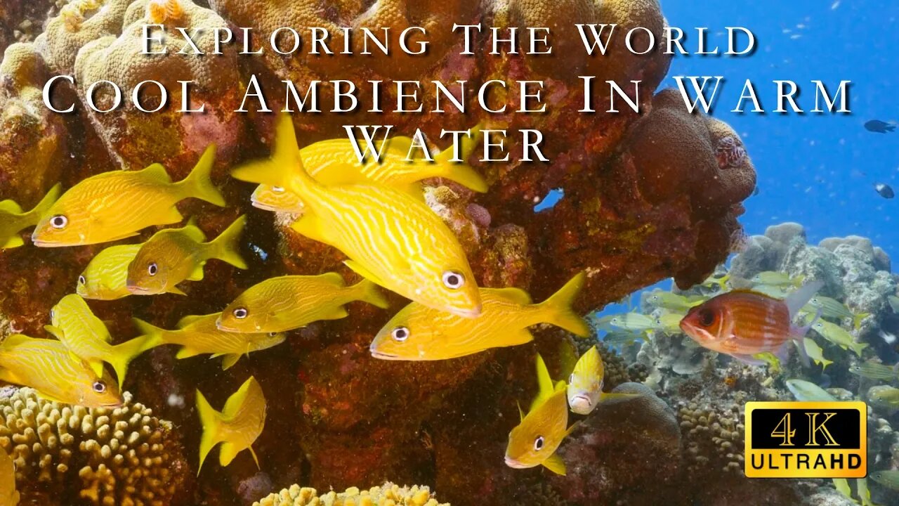 Cool Ambience in Warm Water | Relax and Enjoy the Fishes with ...