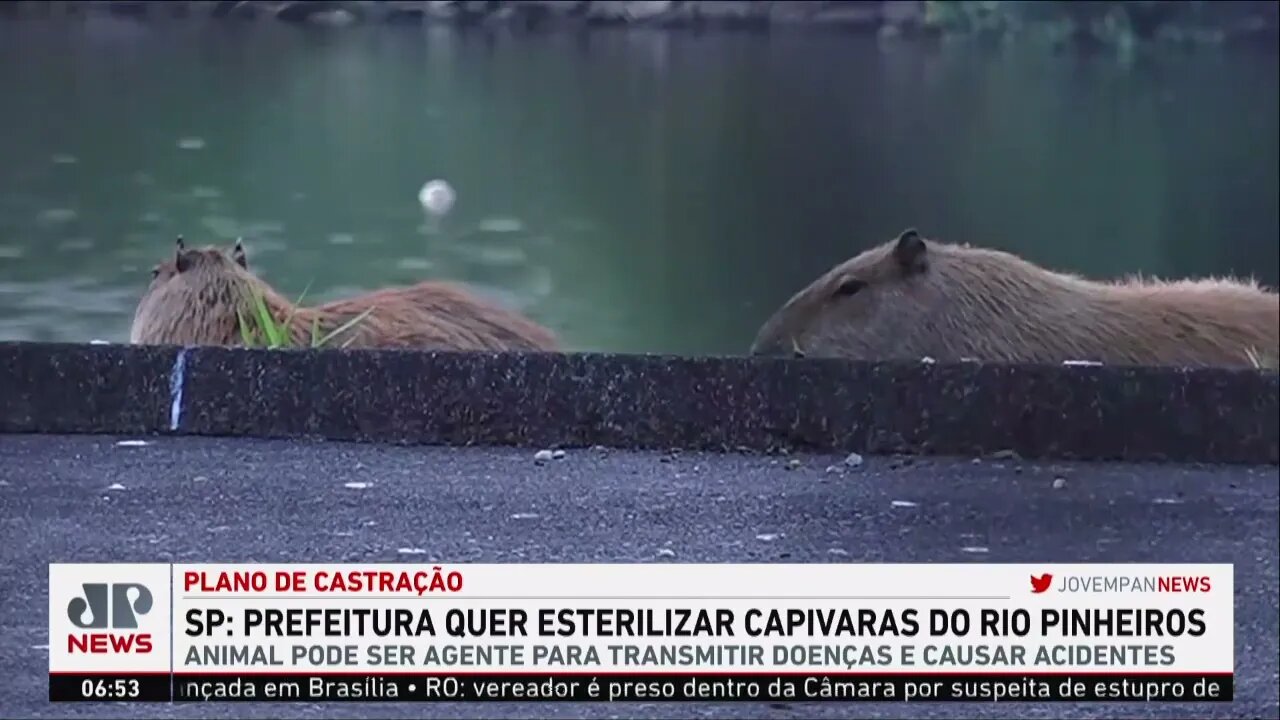 Prefeitura de SP quer esterilizar capivaras que vivem às margens do rio ...