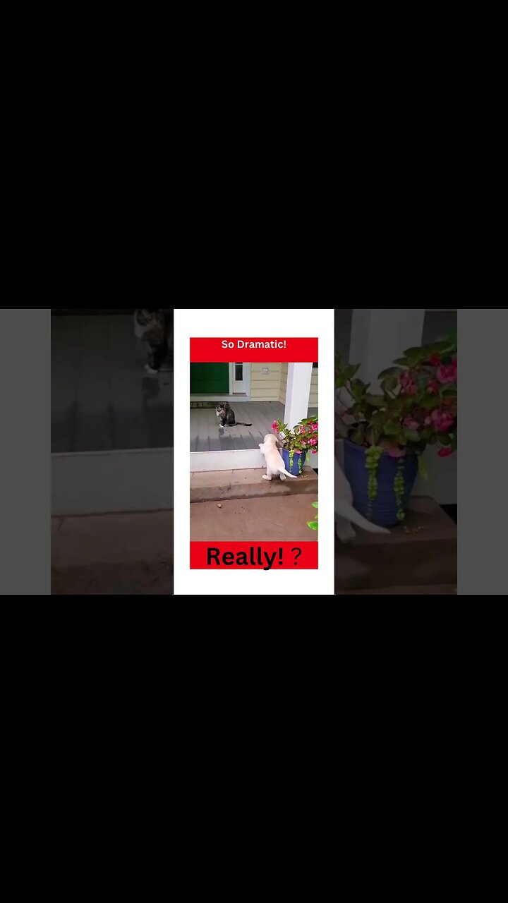 So Dramatic! Funny cat and dog videos #shorts