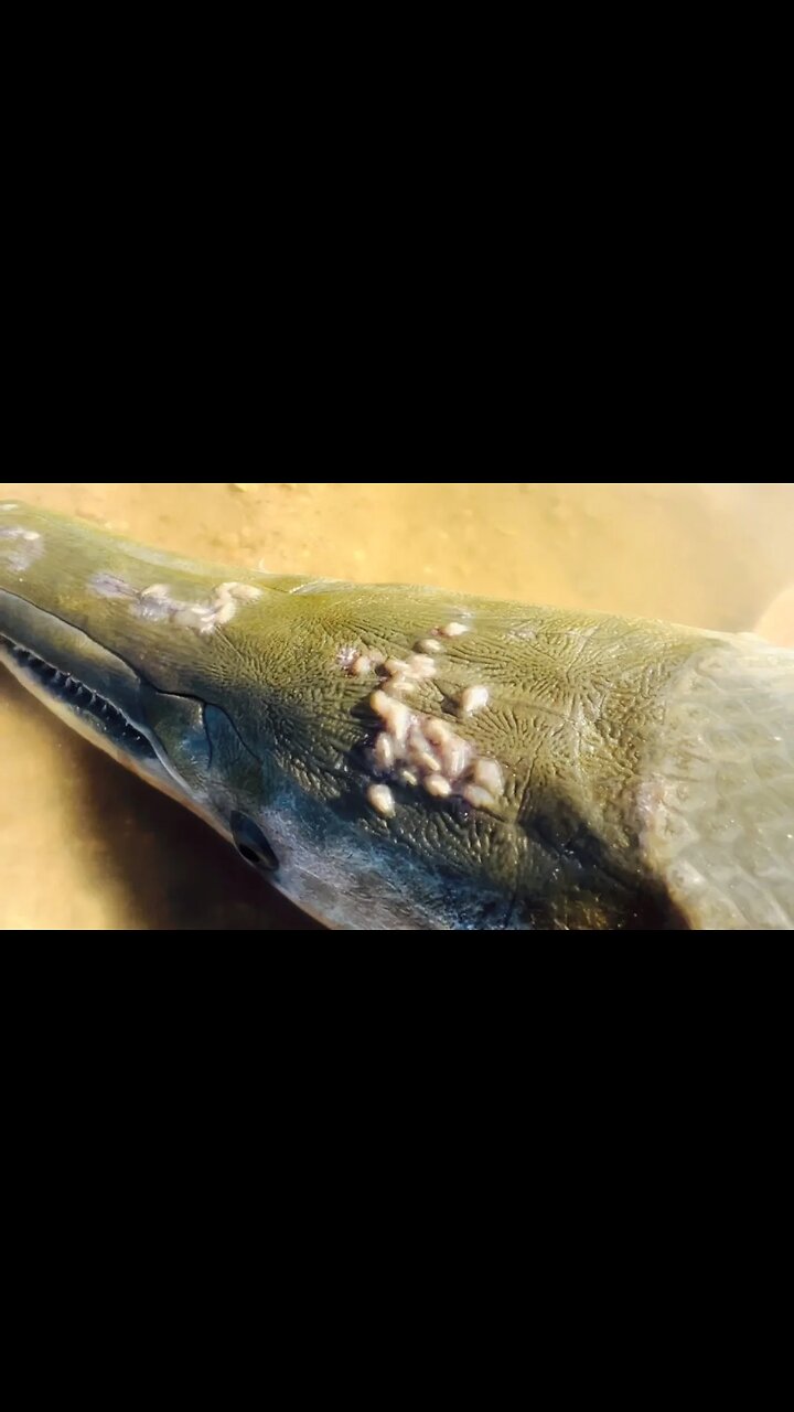 Parasite Removal On Alligator Gar 🐛
