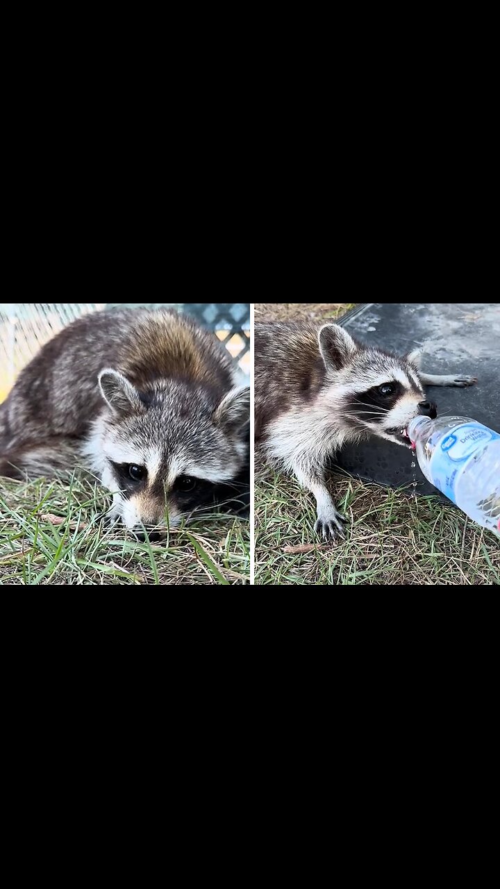 Incredible woman saves injured baby raccoon from the road