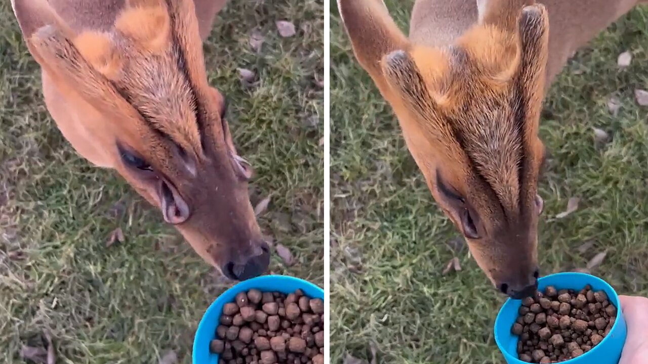 Biscuit The Alien Deer