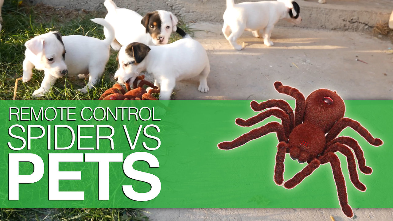 Compilation of cats & dogs reacting to robot spiders