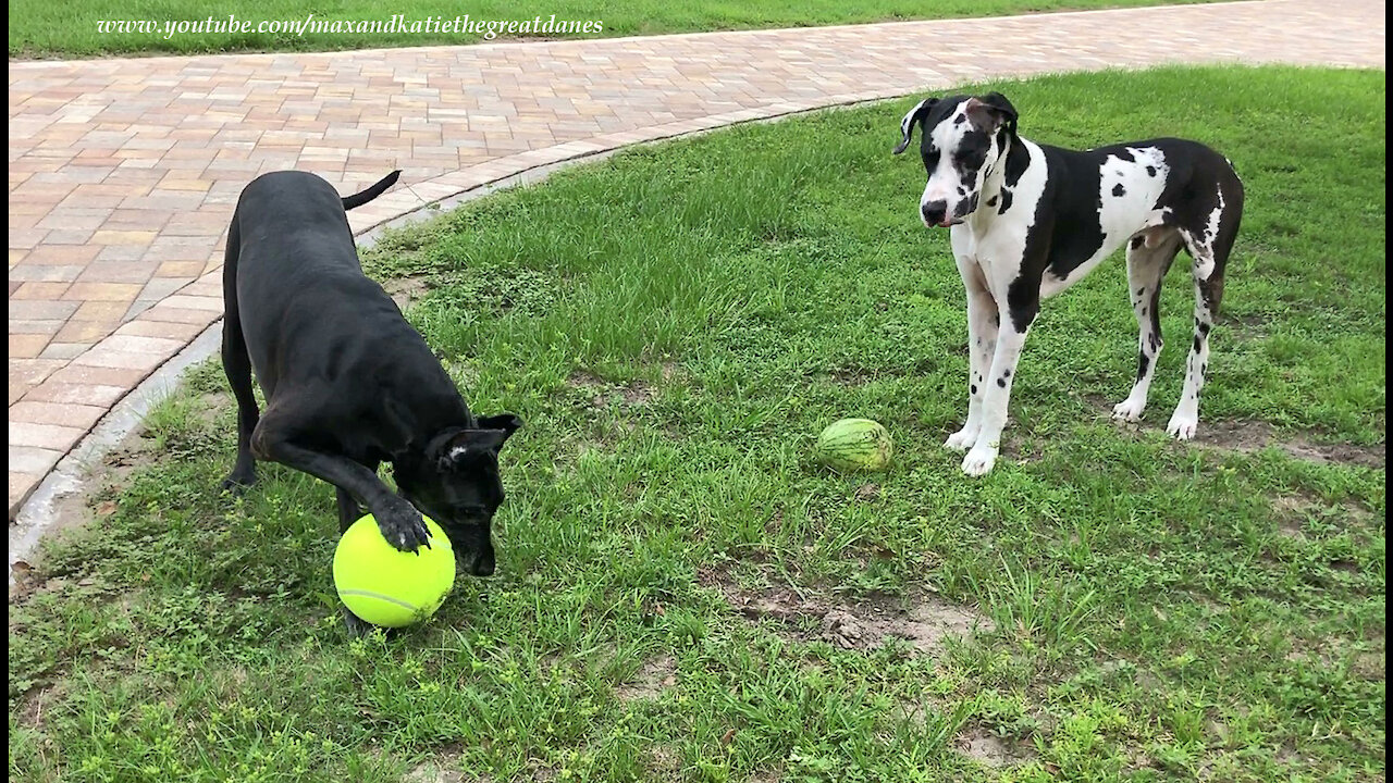 Great Danes Have Fun Playing With Giant Tennis Ball And Watermelon