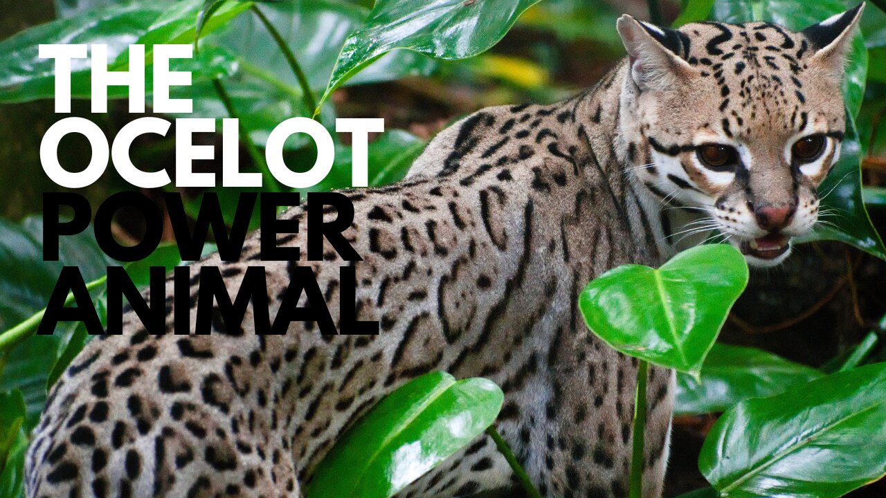 Ocelot Power Animal