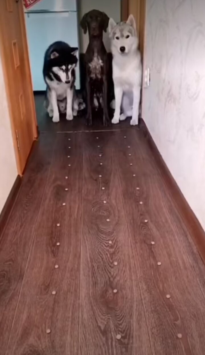 Three dogs compete to be the first to reach the finish line!