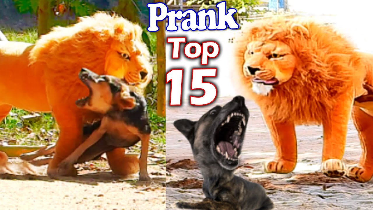Troll Prank Dog Funny & fake Lion and Fake Tiger Prank To dog & Huge ...