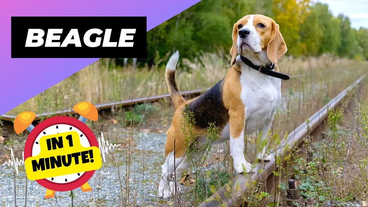 Beagle - In 1 Minute! 🐶 One Of The Most Popular Dog Breeds In The World ...