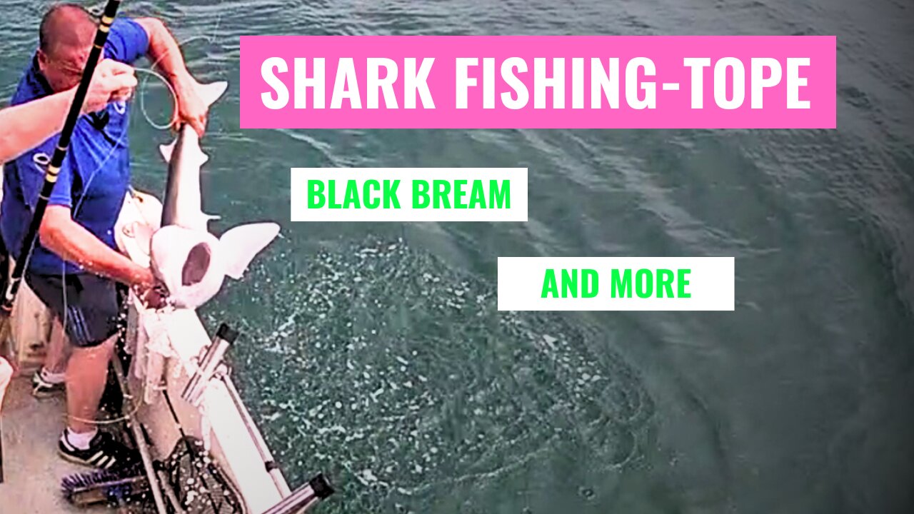 Shark fishing UK-Tope black bream boat fishing