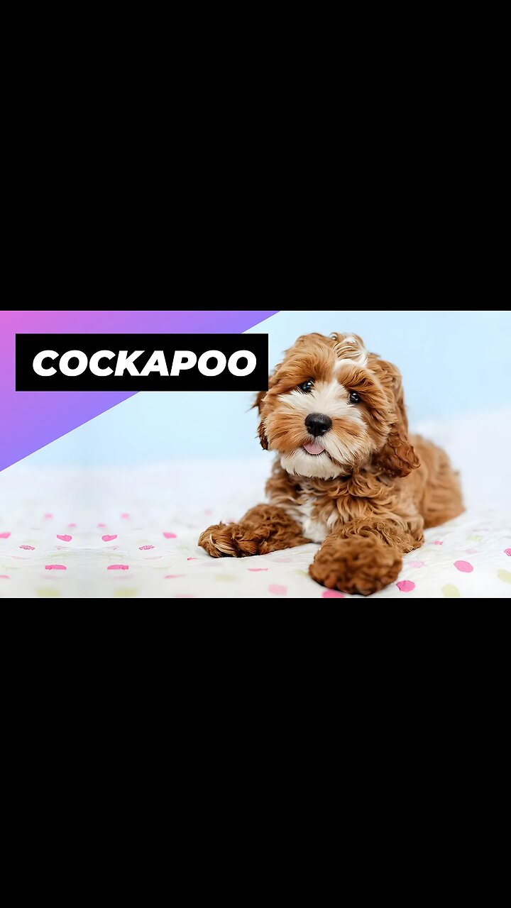Cockapoo 🐶 One Of The Most Popular Crossbreed Dogs In The World #shorts