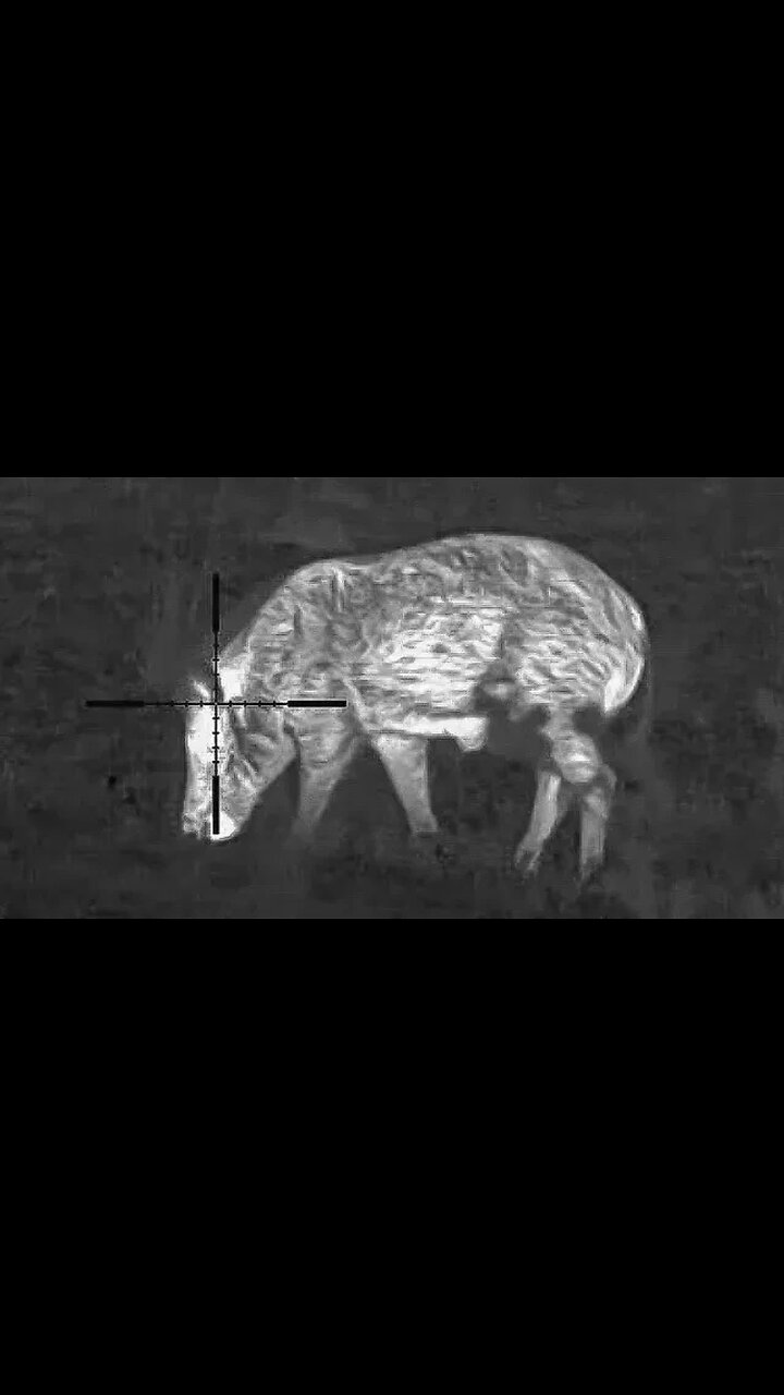 Feral Pigs Headshot with Subsonic Bullets || Thermion 2 LRF XG50