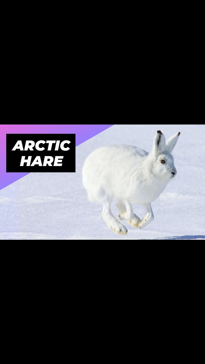 Arctic Hare 🐰 The Cutest Snowball Of The Arctic