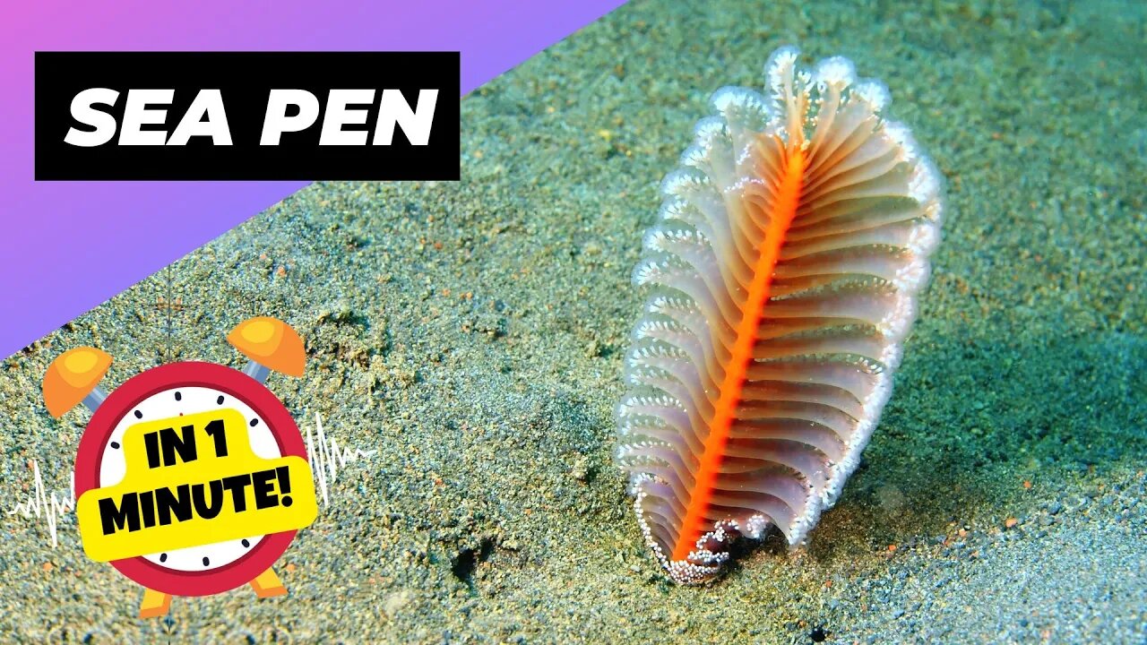 Sea Pen - In 1 Minute! 🪸 Alien-Like Creatures Of The Ocean Floor | 1 ...