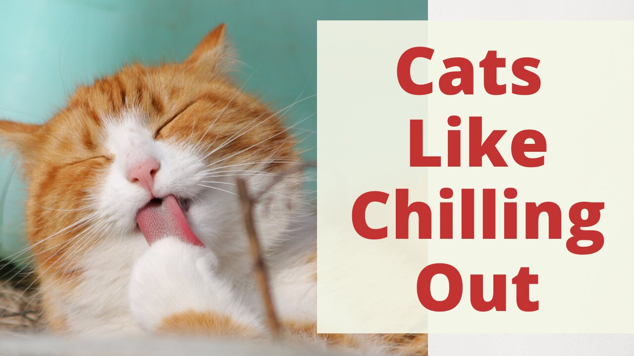 Why Cats Like Chilling Out And Observing The World? Explore Cats And ...