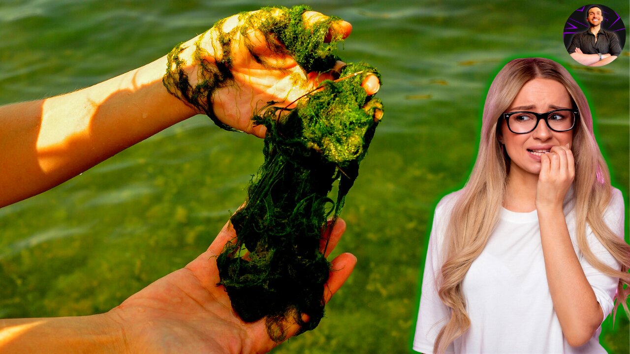 EAT THE SEA GRASS! Algae is a Misunderstood SUPERFOOD Loaded With ...