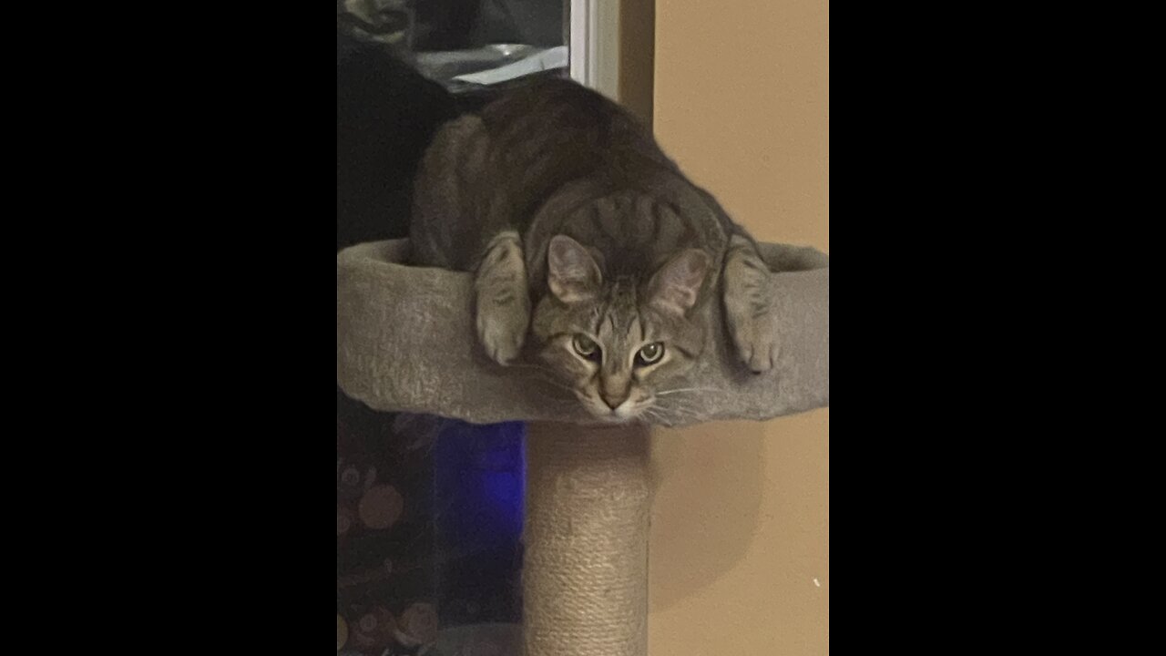 Dexter the cat begs for his treats so dramatic