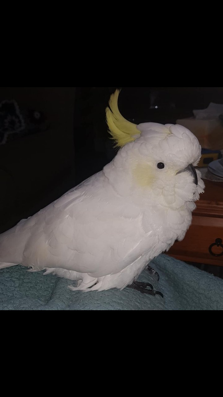 Smart cockatoo performs tricks for treats