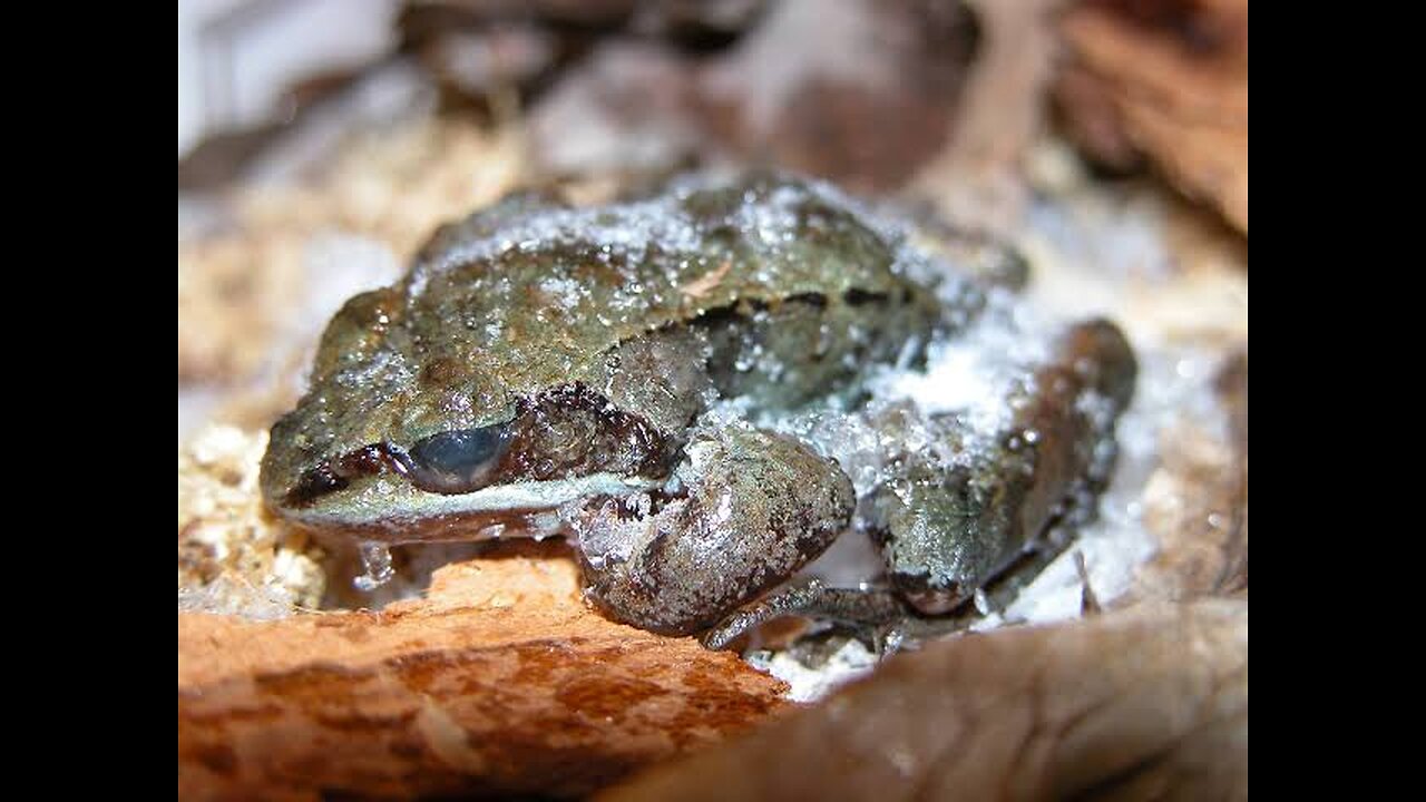 "How Wood Frogs Survive Being Frozen Alive: Nature's Incredible Adaptation"
