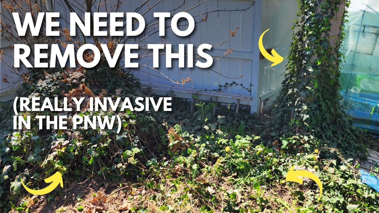 Removing English Ivy This Spring