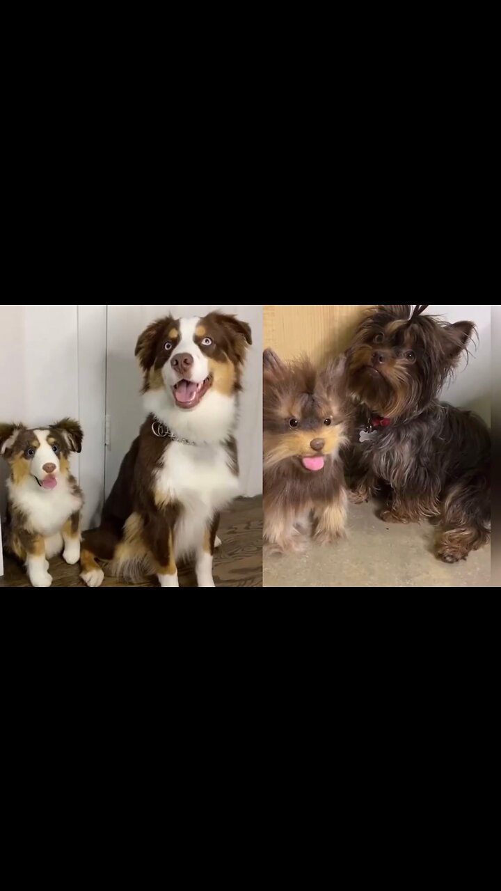 Pets & their Stuffed Animal Lookalikes