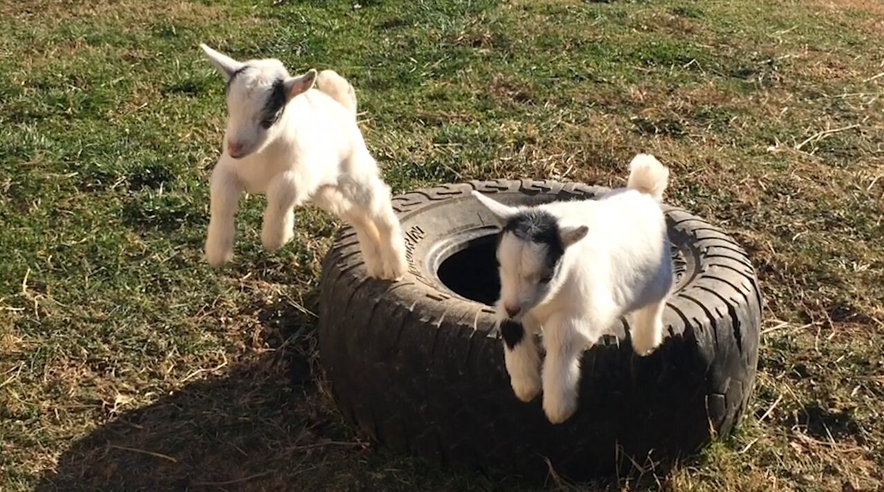 CUTE BABY GOAT SIBLILNGS JUMP SIMULTANEOUSLY!