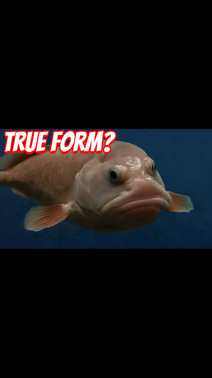 How Ugly Are Blob Fish?